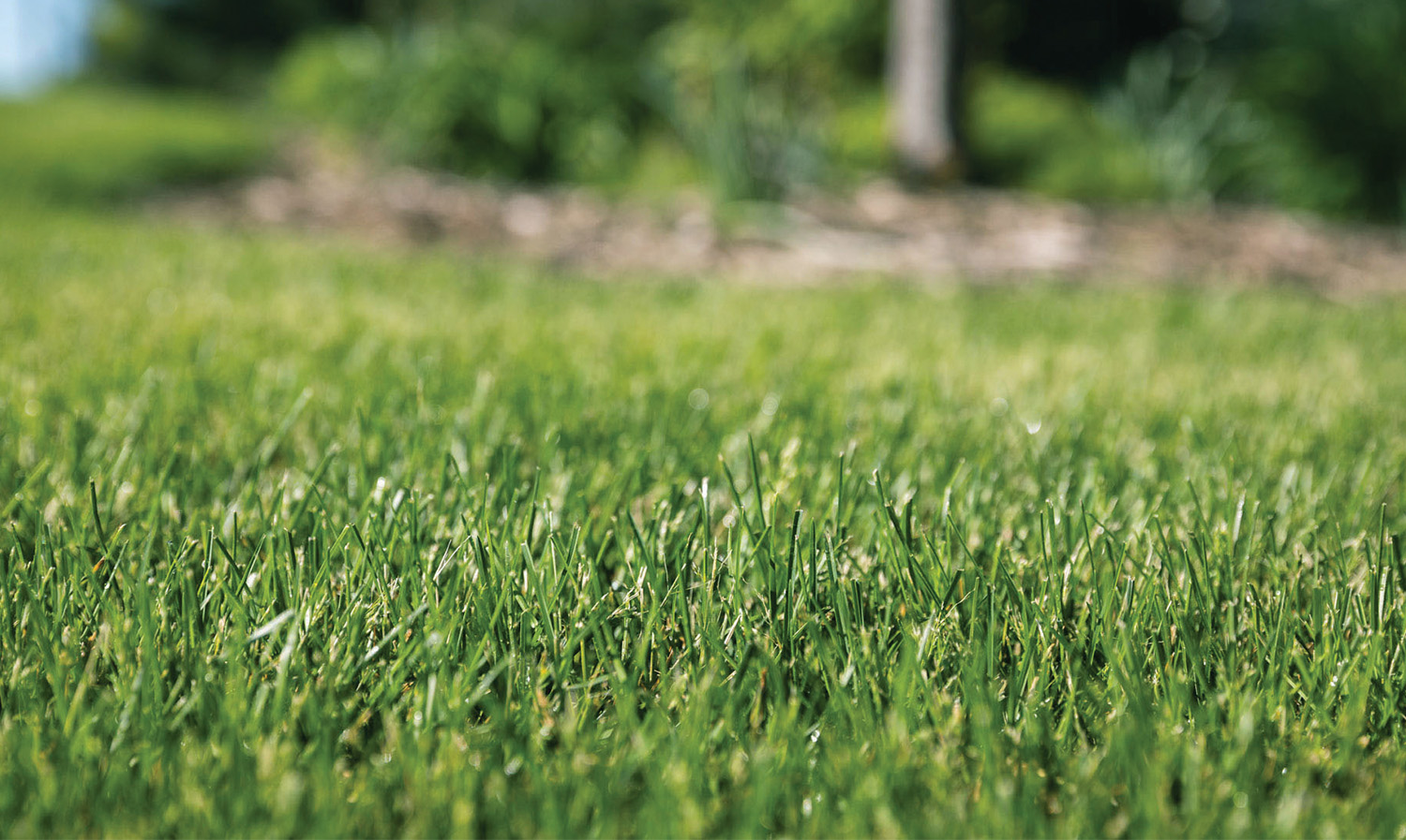 Soil Quality Restoration - Quality Care